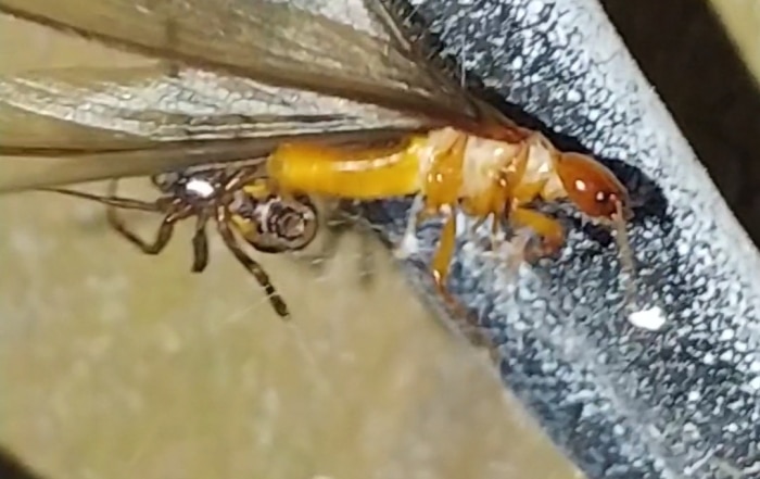 Blog | Bellingham Pest Control | Exterminator | Pacific Pest Washington